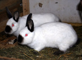 15 Best Rabbit Breeds for Raising Meat