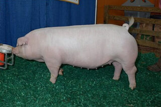 Top 10 Pig Breeds for Homesteaders