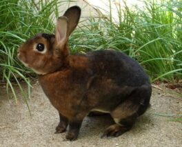 15 Best Rabbit Breeds for Raising Meat