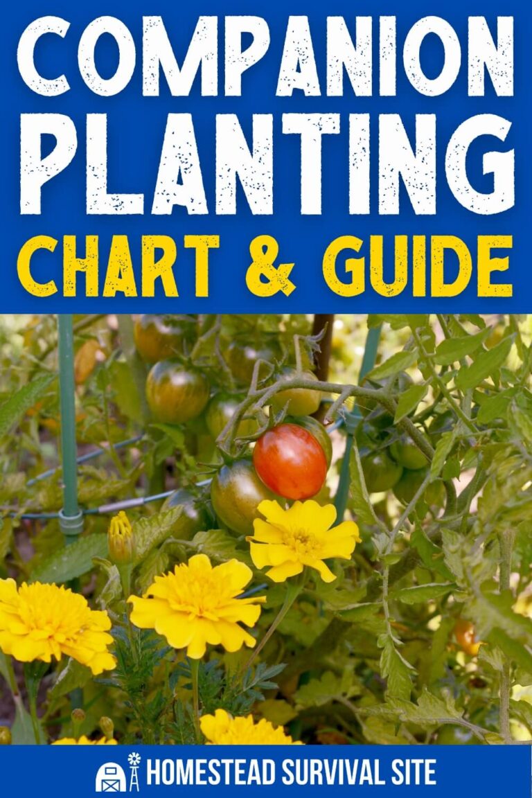 Companion Planting Chart & Guide: Best and Worst Companions