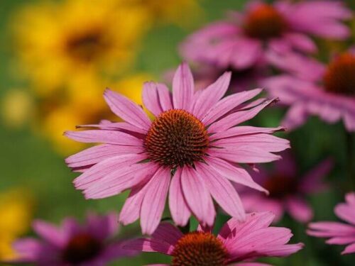 37 Medicinal Flowers and Their Uses