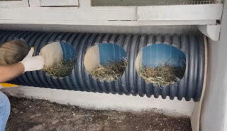 13 Clever Chicken Nesting Boxes
