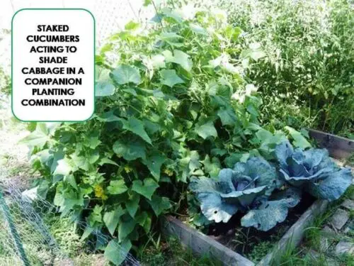 The Complete Guide to Crop Rotation