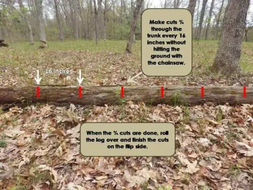 How To Safely Cut Down A Tree