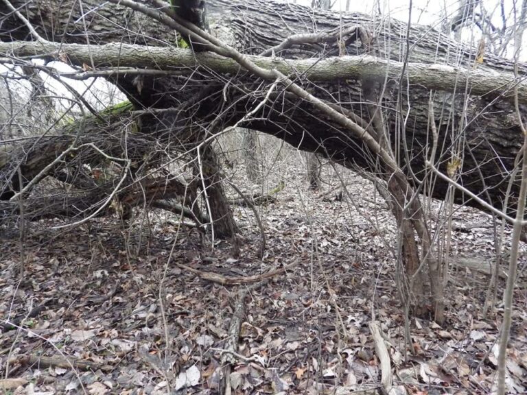 How to Start a Fire Even If The Wood Is Wet