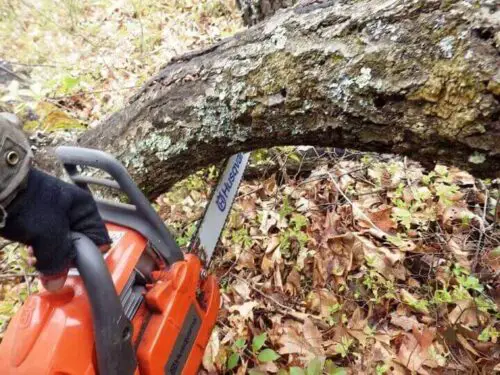 How To Safely Cut Down A Tree