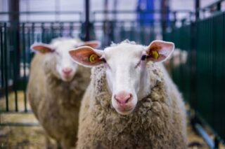 15 Best Sheep Breeds for Homesteaders