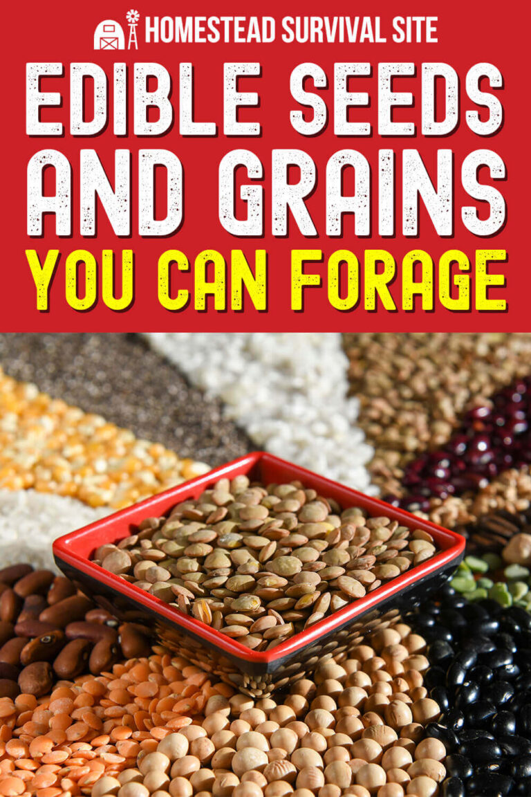 Edible Seeds and Grains You Can Forage