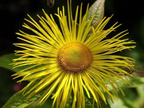 37 Medicinal Flowers and Their Uses