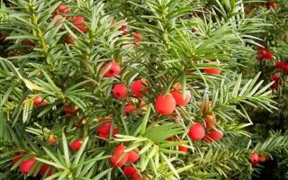 11 Toxic Plants That You Should Learn to Identify