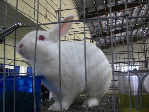 15 Best Rabbit Breeds for Raising Meat