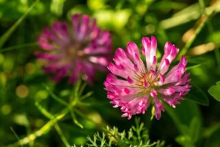 25 Medicinal Herbs to Look For in Your Backyard