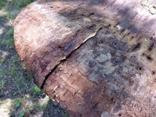 9 Survival Tools You Can Make From Tree Bark