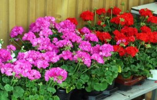 21 Houseplants That Keep Bugs Away