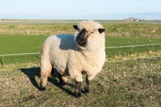 15 Best Sheep Breeds for Homesteaders