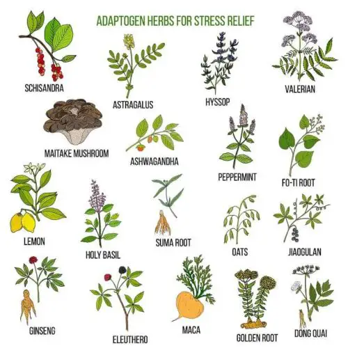 30 Native American Herbal Remedies