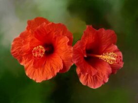 37 Medicinal Flowers and Their Uses