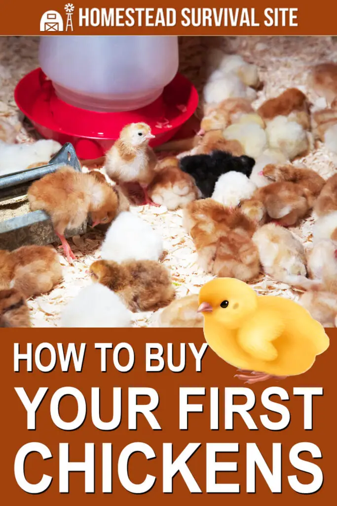 How to Buy Your First Chickens