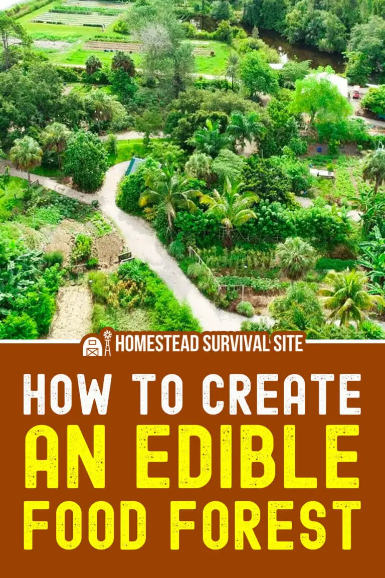 How To Create An Edible Food Forest