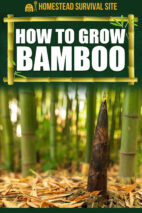 How to Grow Bamboo