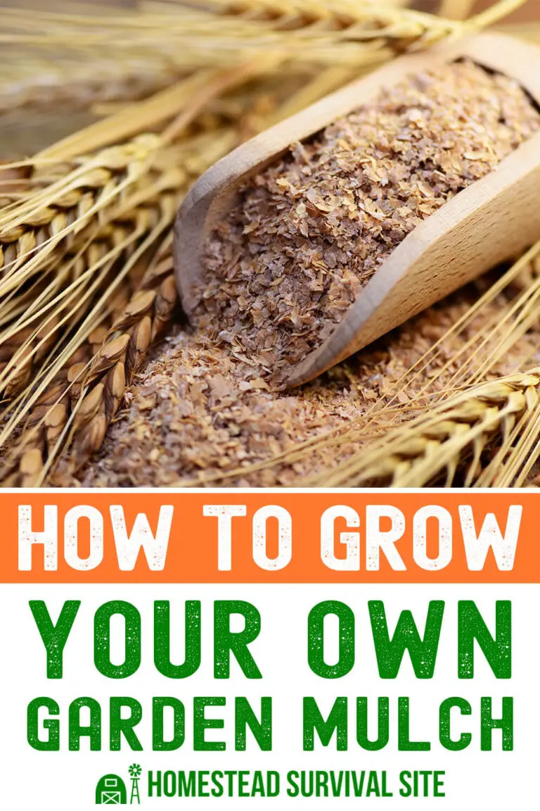 How to Grow Your Own Garden Mulch
