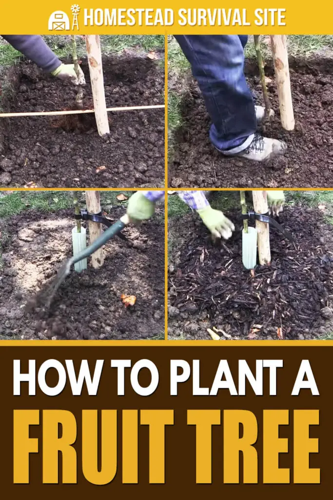How to Plant a Fruit Tree