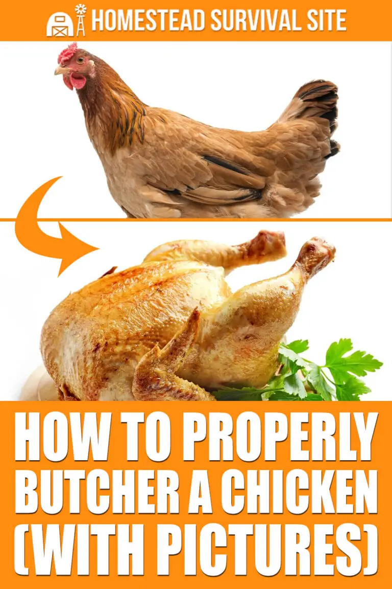 How to Properly Butcher a Chicken (With Pictures)