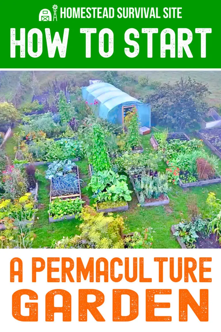 How to Start a Permaculture Garden