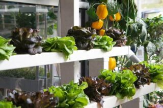How to Create a Window Farm