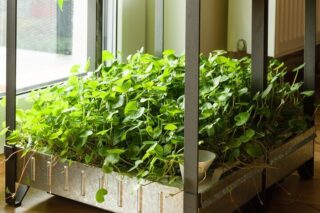 How to Create a Window Farm