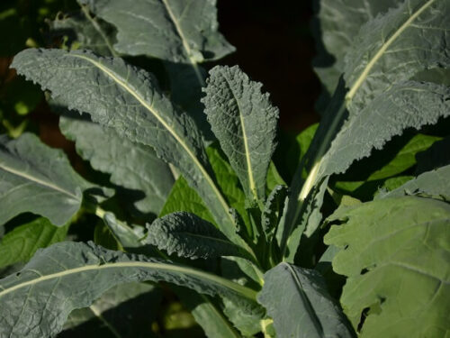 25 Foods You Can Grow In Buckets Year Round