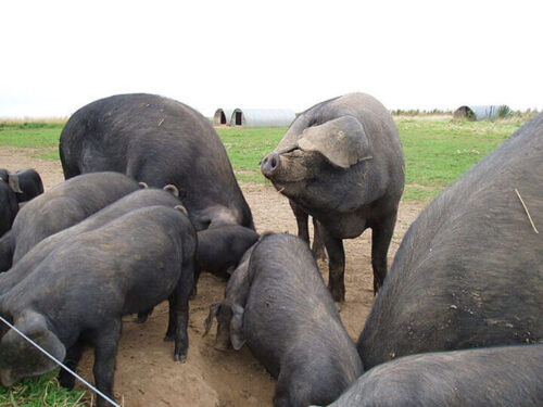 Top 10 Pig Breeds for Homesteaders