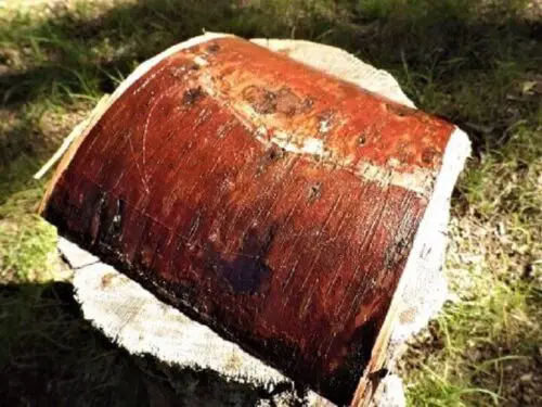 9 Survival Tools You Can Make From Tree Bark