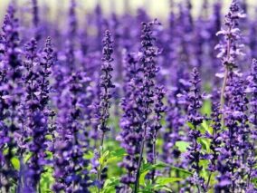 37 Medicinal Flowers and Their Uses