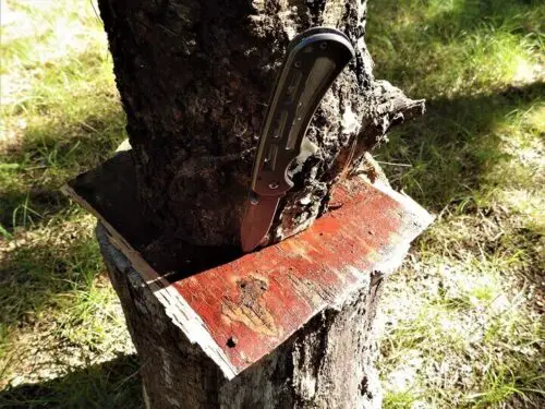 9 Survival Tools You Can Make From Tree Bark