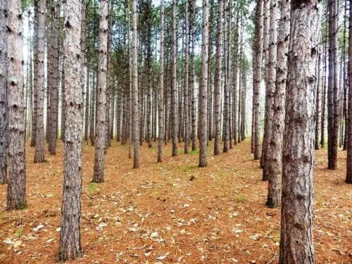 How To Safely Cut Down A Tree