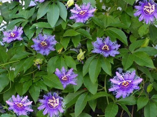 21 Unusual Edible Plants for Your Garden