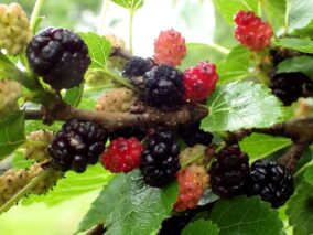 13 Trees Every Homesteader Should Plant (And Why)