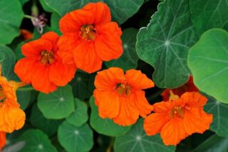 37 Medicinal Flowers and Their Uses