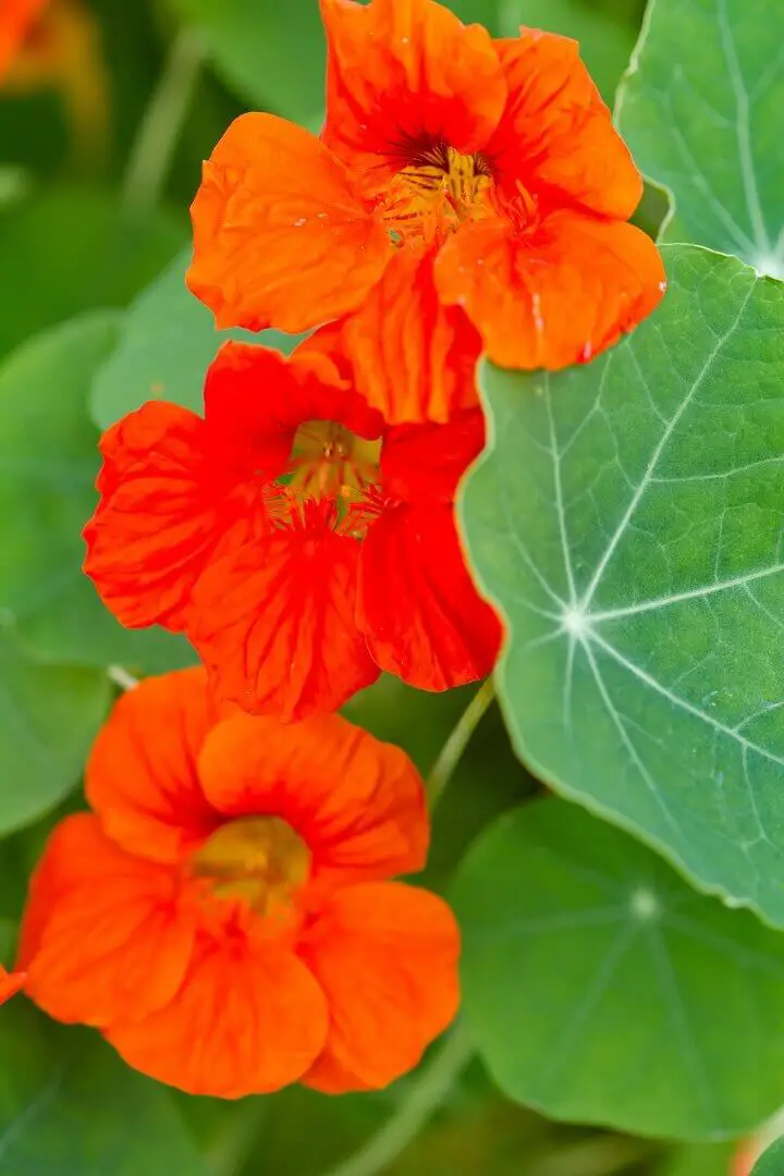 10 Best Pollinator Plants for Your Garden