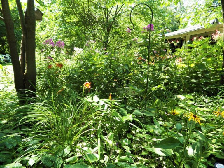 Wild Gardening: Letting Nature Lead The Way