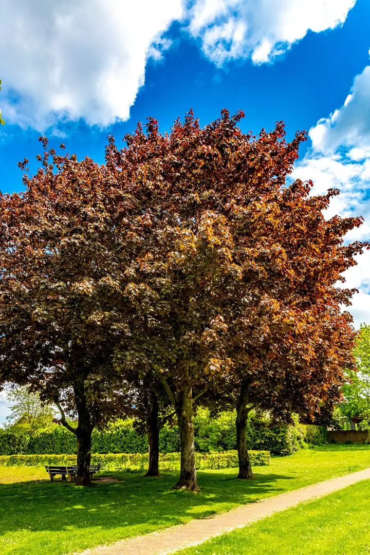 20 Trees You Can Tap for Syrup