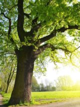 18 Best Medicinal Trees for Your Homestead