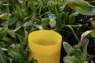 3 Homemade Pest Traps for Your Garden