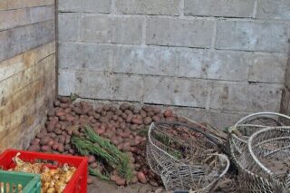 How to Store Potatoes Long Term (6 Methods)