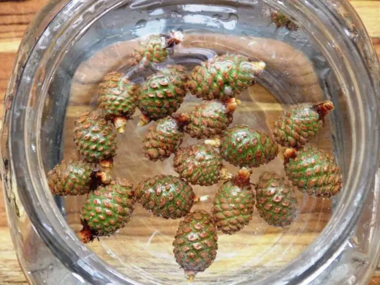 How to Make Pinecone Soda