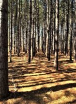 6 Trees You DON'T Want On Your Property