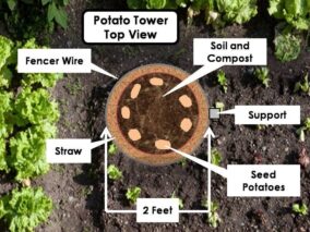 How to Build a Potato Tower (Illustrated Guide)