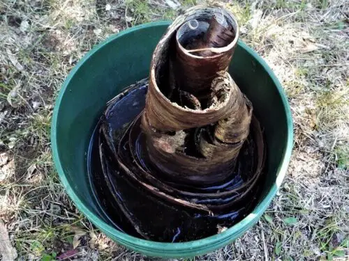 9 Survival Tools You Can Make From Tree Bark