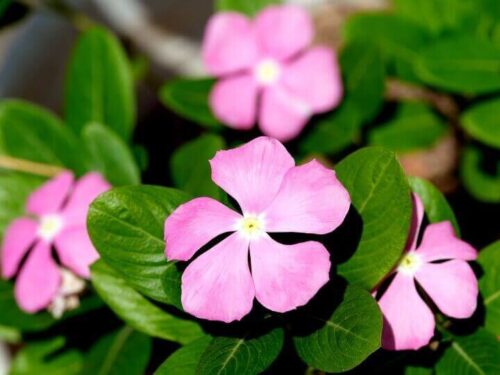 37 Medicinal Flowers and Their Uses